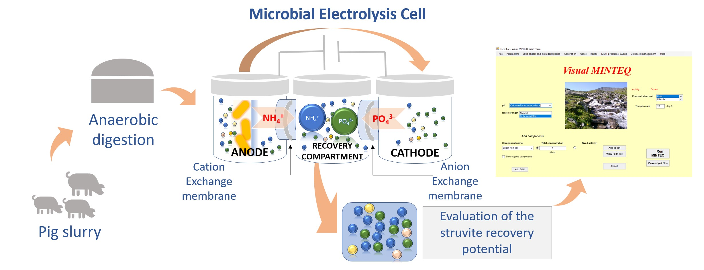 Processes | Free Full-Text | Ammonium and Phosphate Recovery in a Three ...