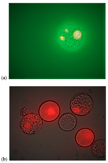 Raw Glycerol Based Medium for DHA and Lipids Production, Using the ...