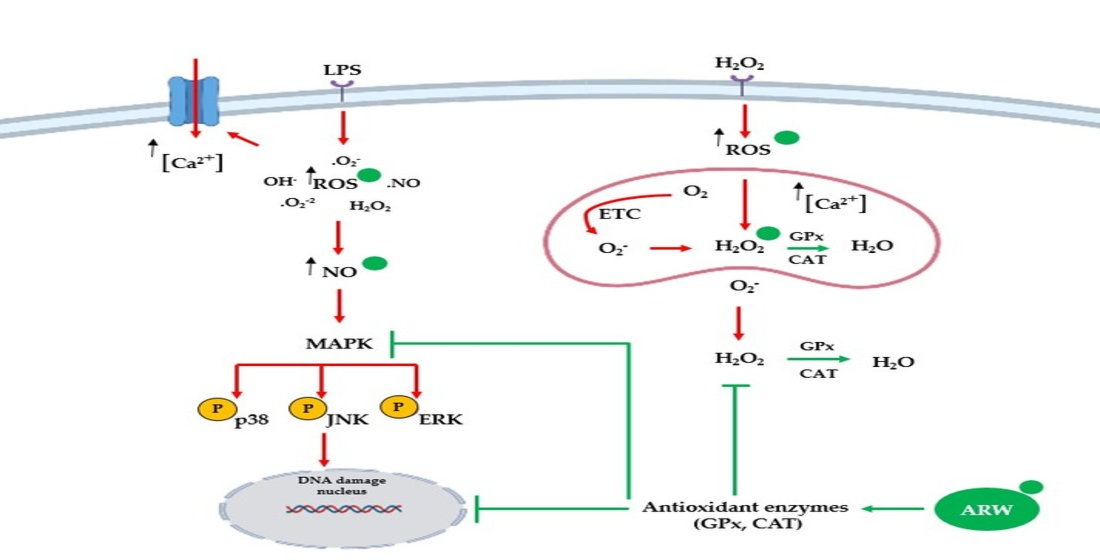 Processes | Free Full-Text | Anti-Oxidative Effect of Weak Alkaline ...