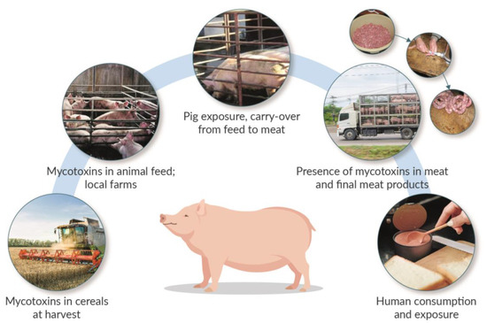 Processes | Free Full-Text | Pathways of Mycotoxin Occurrence in Meat ...
