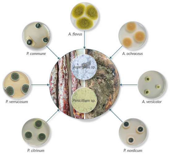 Pathways of Mycotoxin Occurrence in Meat Products: A Review
