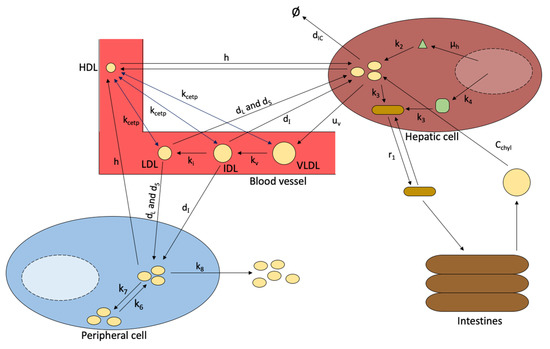 Mathematical Models for Cholesterol Metabolism and Transport