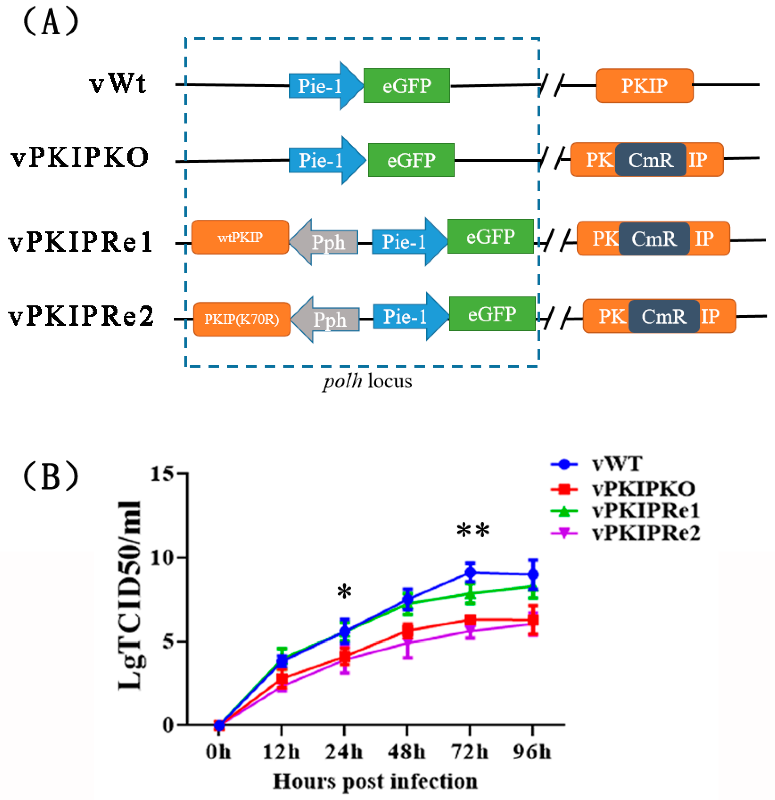SUMOylation Regulates BmNPV Replication by Moderating PKIP ...