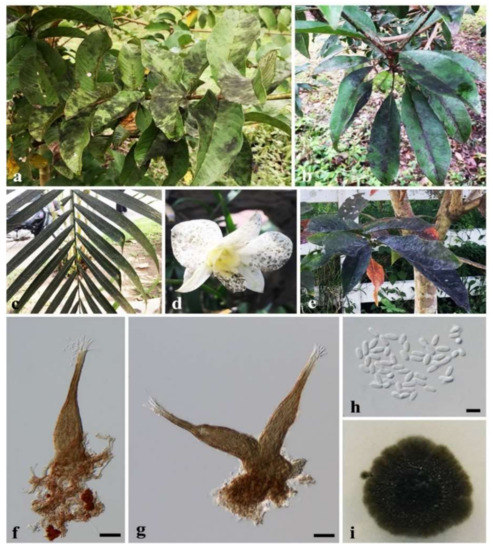 Production of Non-Volatile Metabolites from Sooty Molds and Their Bio ...