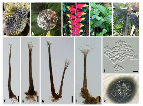Production of Non-Volatile Metabolites from Sooty Molds and Their Bio ...