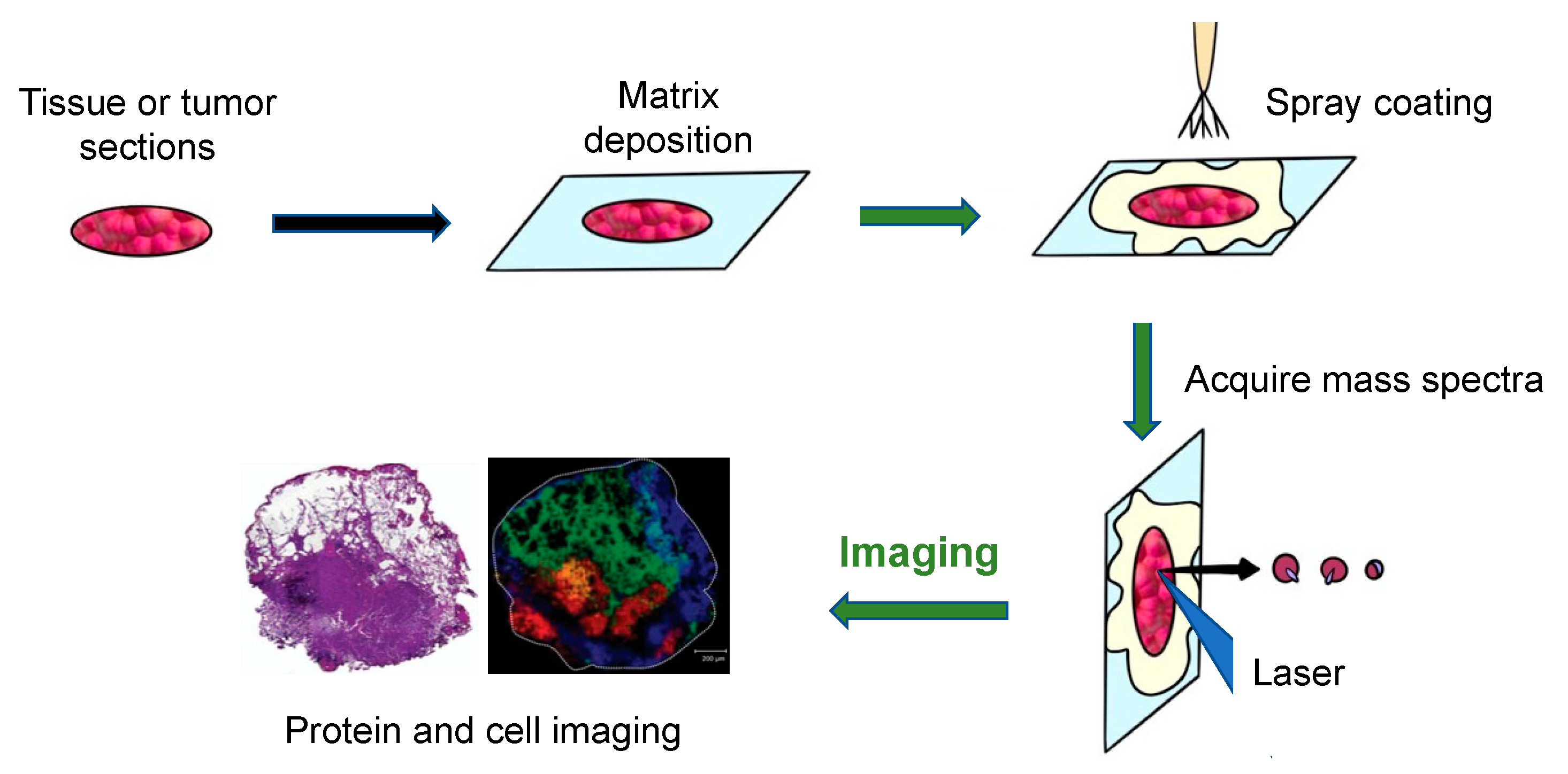 Imaging Method by Matrix-Assisted Laser Desorption/Ionization Mass ...