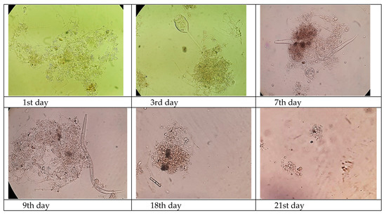Purposely Development of the Adaptive Potential of Activated Sludge ...