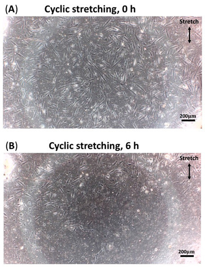 Effect of Static and Dynamic Stretching on Corneal Fibroblast Cell