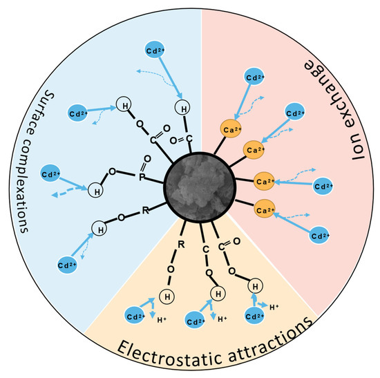 Sorption of Cd2+ on Bone Chars with or without Hydrogen Peroxide ...