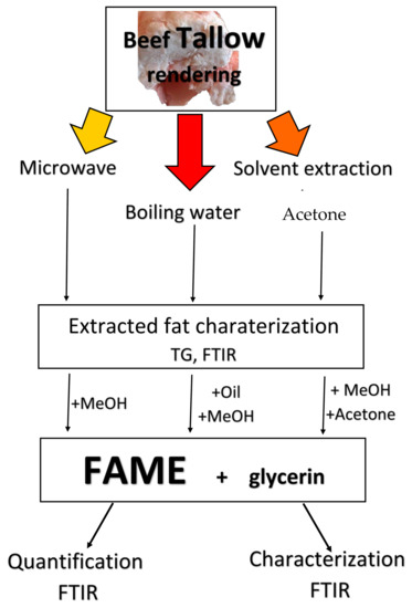 Rendering of Beef Tallow for Biodiesel Production: Microwave versus ...