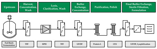 Digital Twins for scFv Production in Escherichia coli