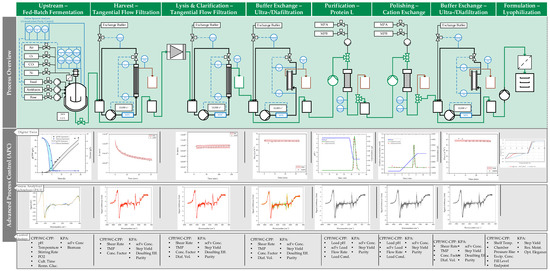 Digital Twins for scFv Production in Escherichia coli
