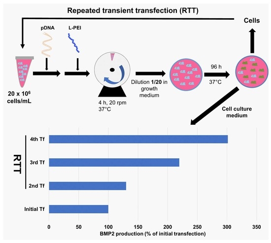 Processes | Free Full-Text | Repeated Transient Transfection: An ...