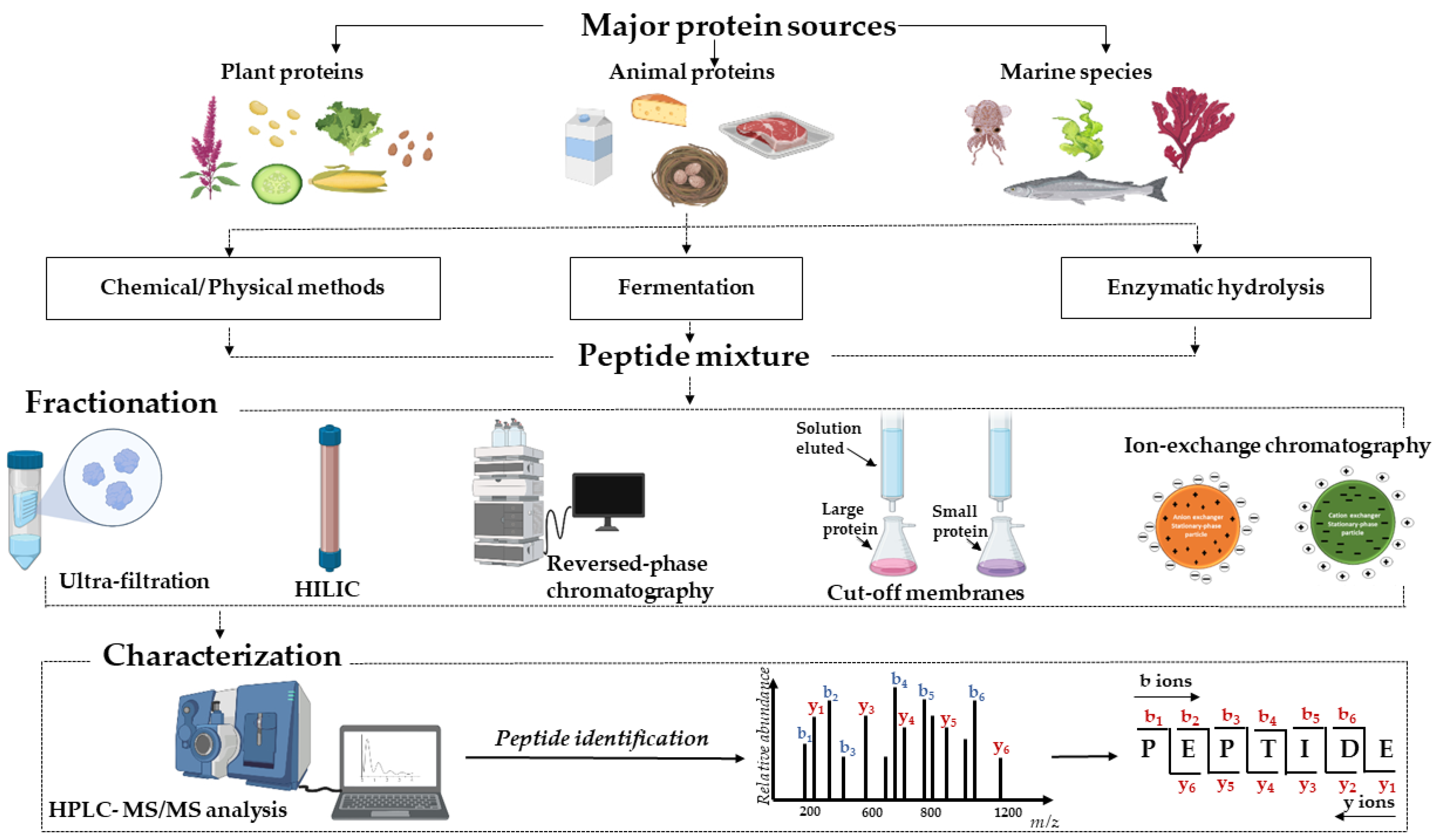 Processes Free Full Text Bioactive Peptides An Understanding From
