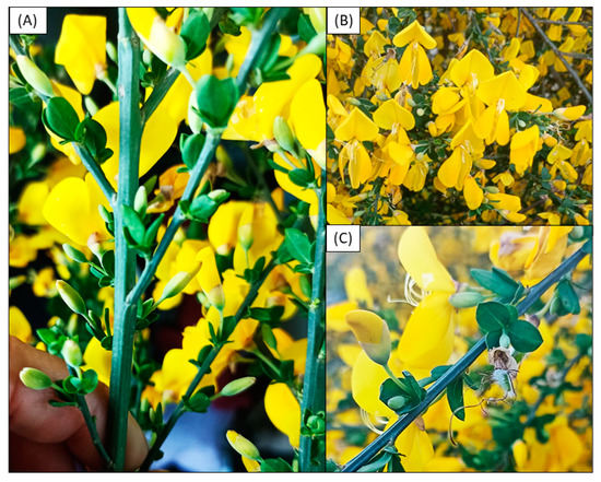 Potential Applications of the Cytisus Shrub Species: Cytisus ...