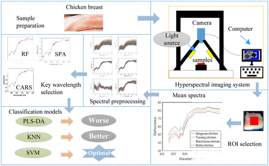 Identification of Four Chicken Breeds by Hyperspectral Imaging Combined ...