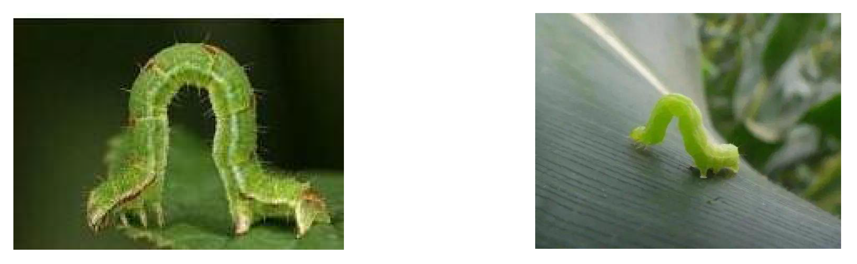 Motion Planning of an Inchworm Robot Based on Improved Adaptive PSO