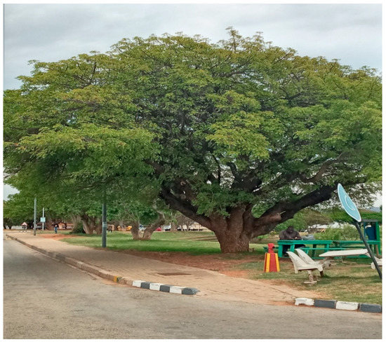 Processes | Free Full-Text | Morula Tree: From Fruit to Wine through ...