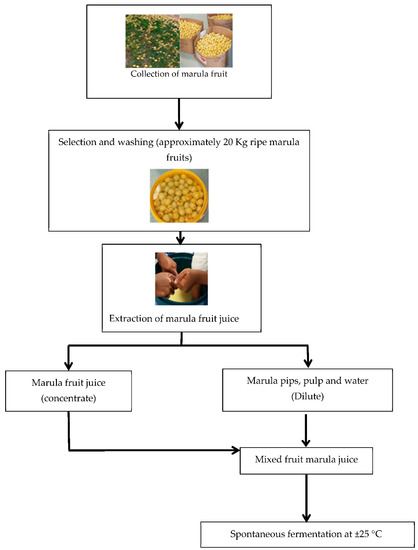 Morula Tree: From Fruit to Wine through Spontaneous Fermentation and ...