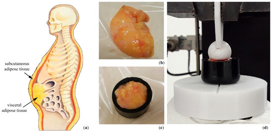 Mechanical Behavior of Subcutaneous and Visceral Abdominal Adipose ...