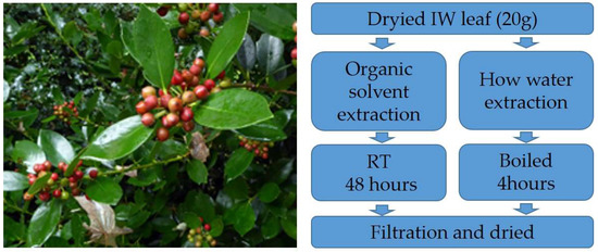 Extraction Preparation and Anti-Wrinkle Biomarkers from Ilex x ...