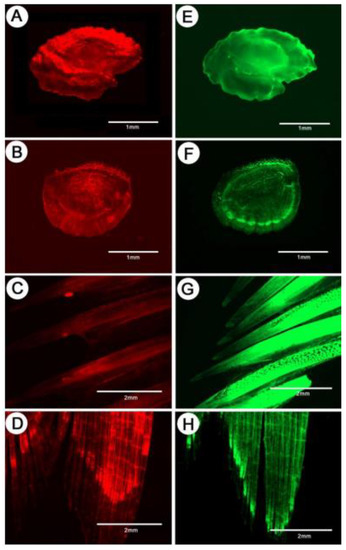 Comparative Evaluation of Marking Effects of Two Fluorescent Chemicals ...