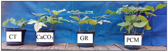 Jack Bean Development in Multimetal Contaminated Soil Amended with ...