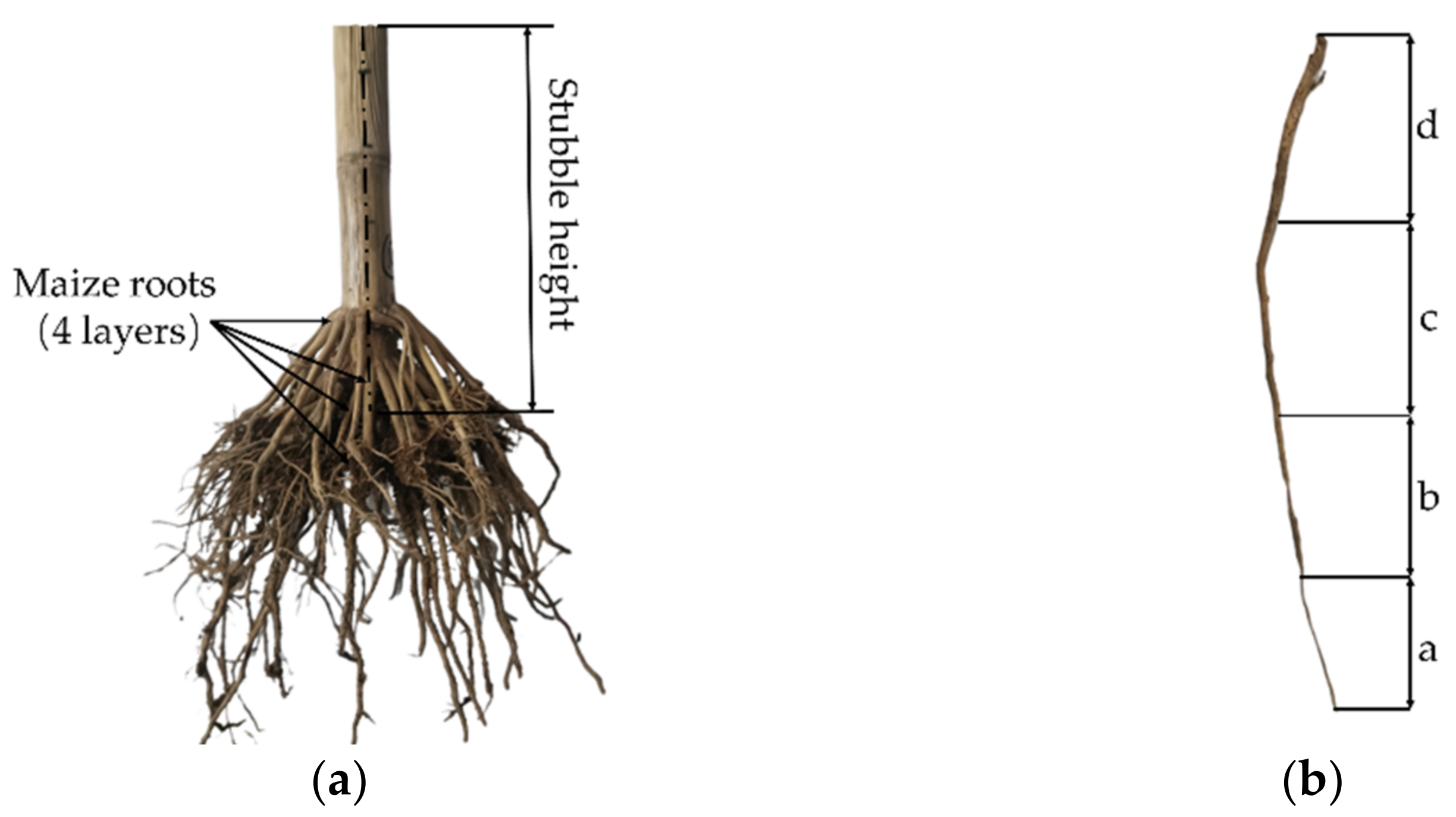 Calibration of Discrete Element Parameters of Maize Root and Its Mixture with Soil