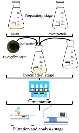 Effect of Microparticles on Fungal Fermentation for Fermentation-Based ...