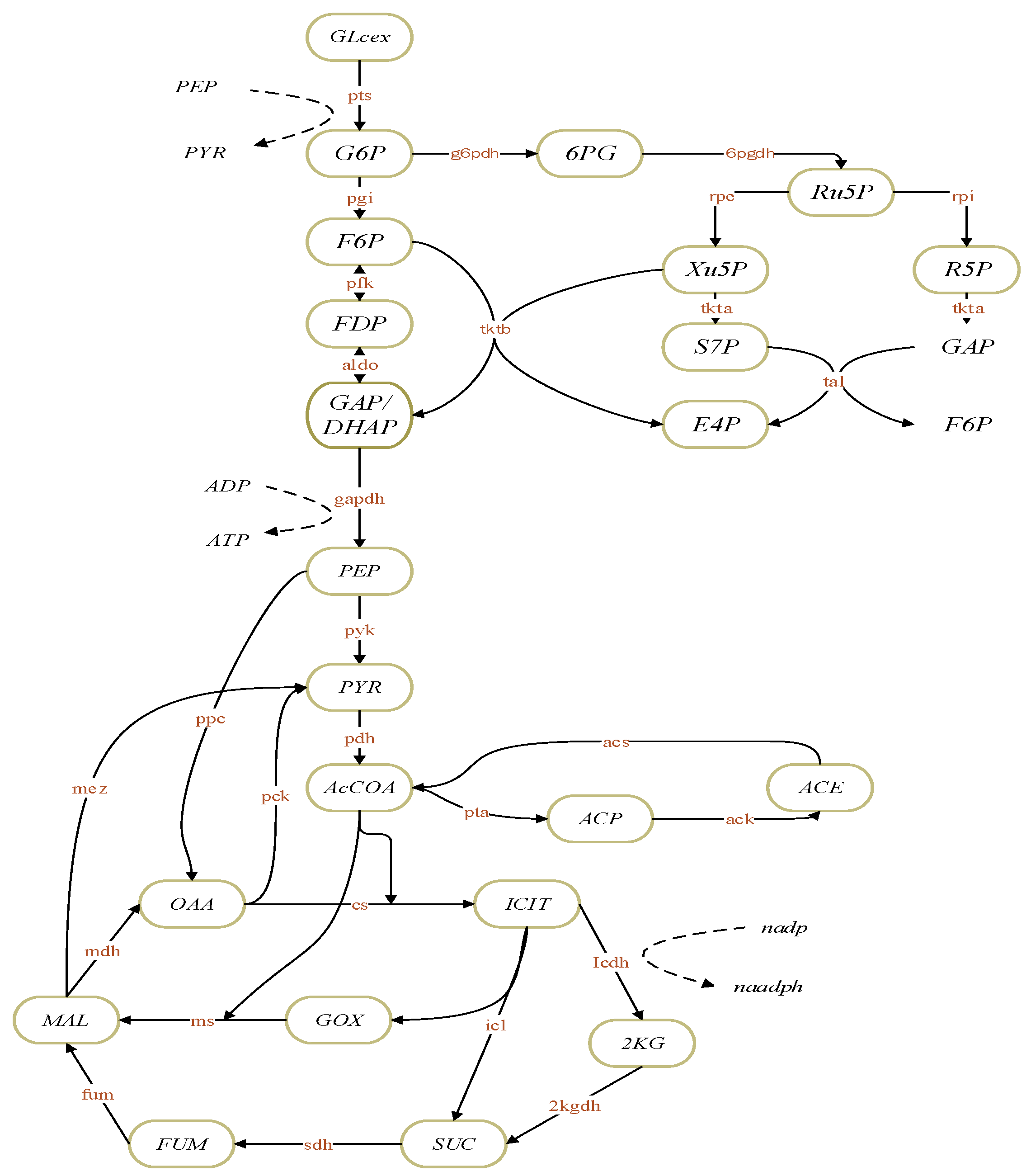 Estimation of Small-Scale Kinetic Parameters of Escherichia coli (E. coli) Model by Enhanced ...