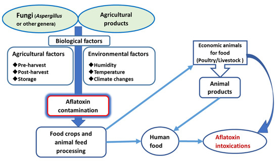 Aflatoxins: Source, Detection, Clinical Features and Prevention