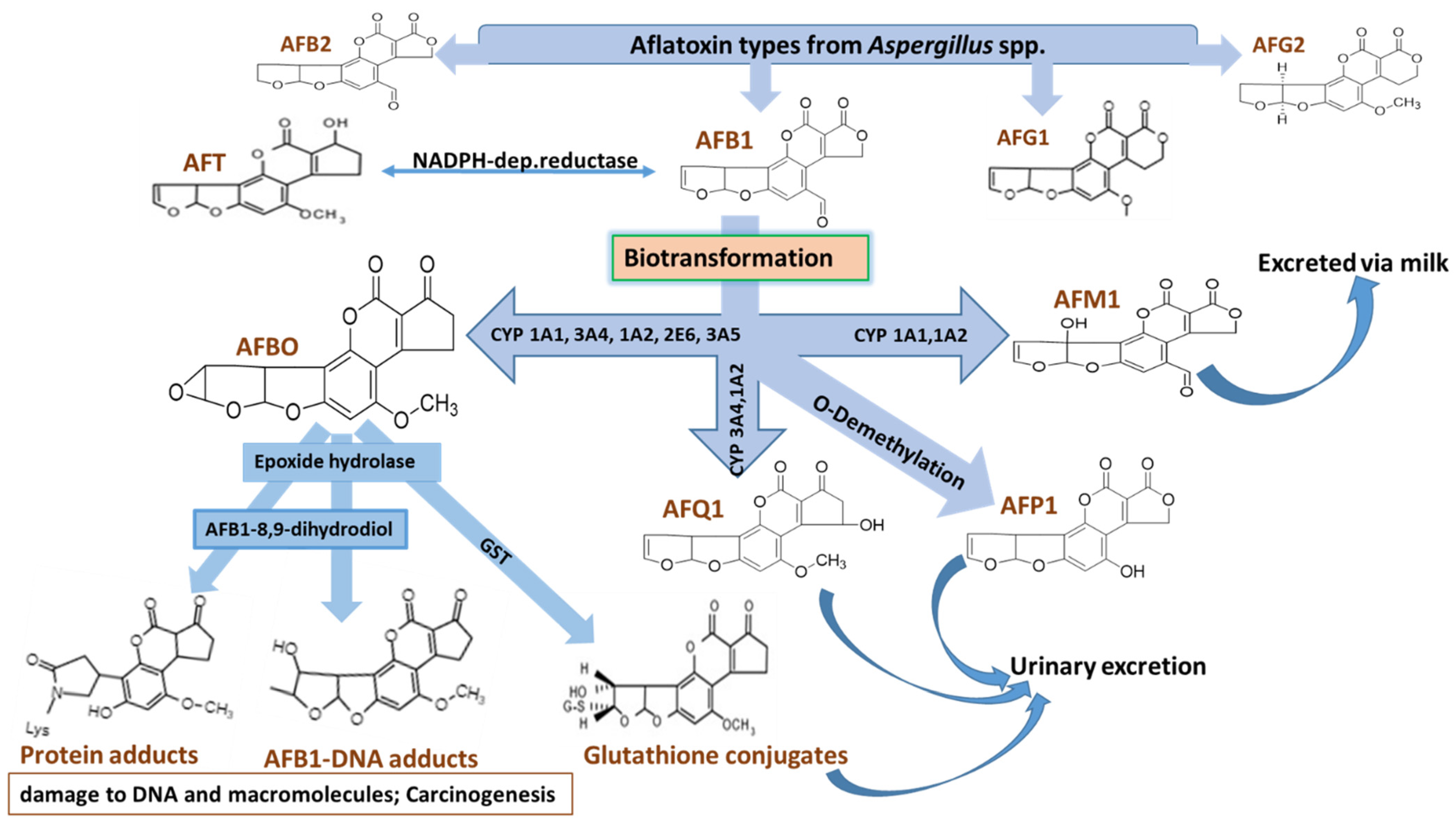 Aflatoxins: Source, Detection, Clinical Features and Prevention