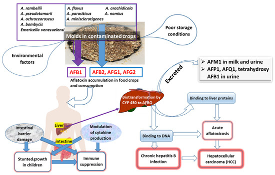 Aflatoxins: Source, Detection, Clinical Features and Prevention