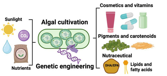 The Prospects of Algae-Derived Vitamins and Their Precursors for ...