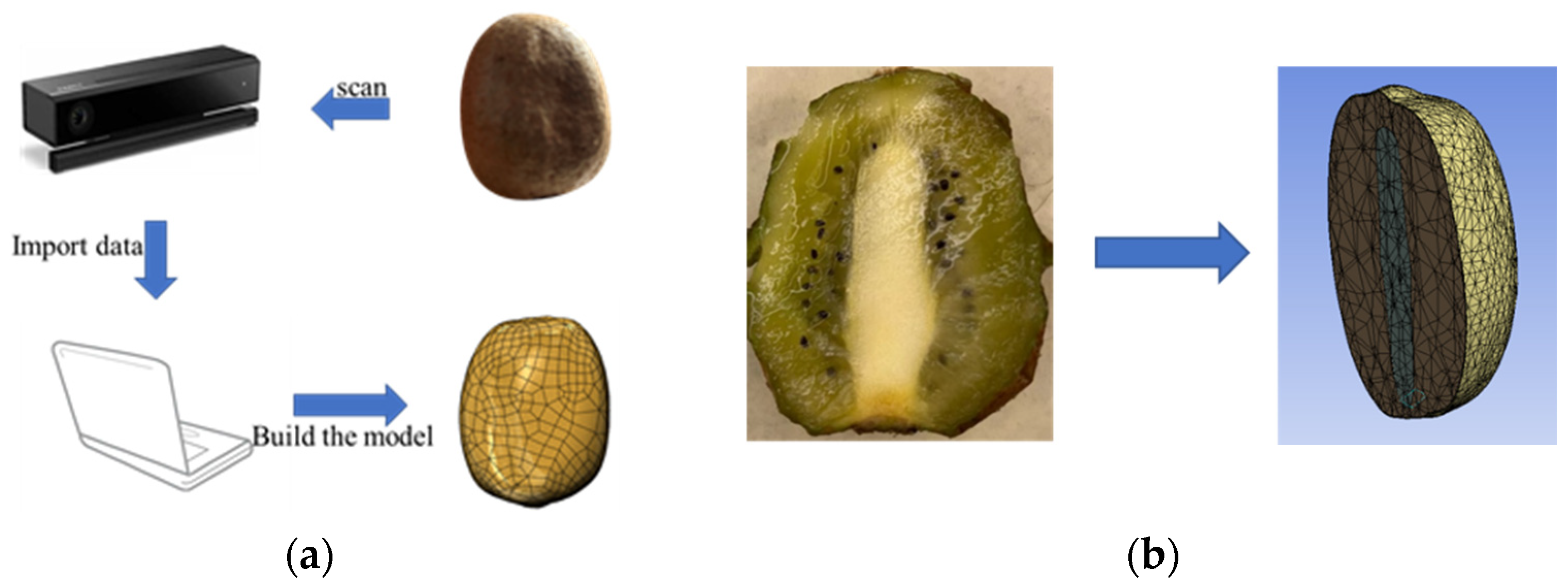 Kiwifruit Harvesting Damage Analysis and Verification
