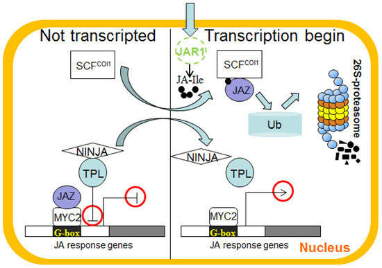 Signal Molecules Regulate the Synthesis of Secondary Metabolites in the ...