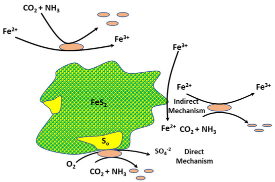 Assessing and Improving Biooxidation for Acid Generation and Rare Earth ...