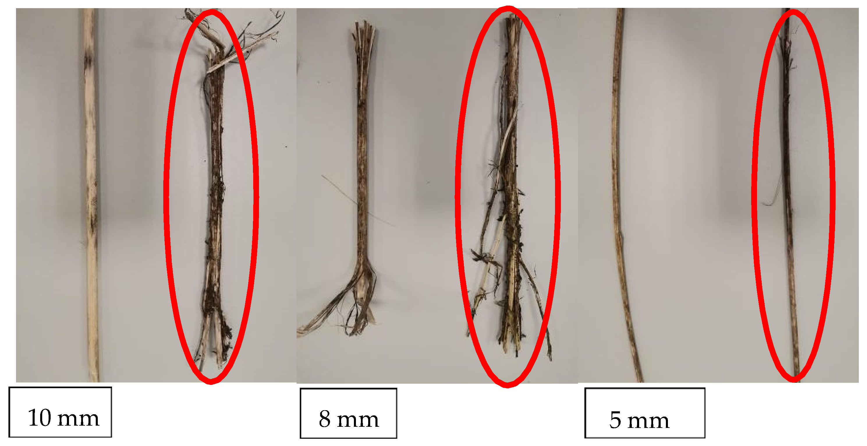 Processes | Free Full-Text | Shredding Roller Effect on the Cannabis ...