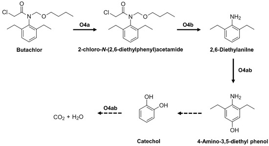 Isolation and Characterization of Novel Butachlor-Degrading Bacteria ...