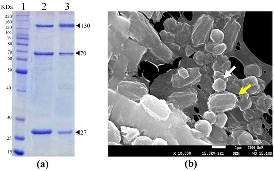 Isolation, Genomic, and Proteomic Characterization of a Novel ...