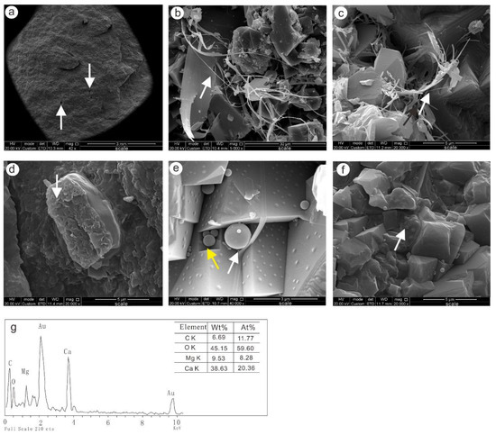 Microbialite Textures and Their Geochemical Characteristics of Middle ...