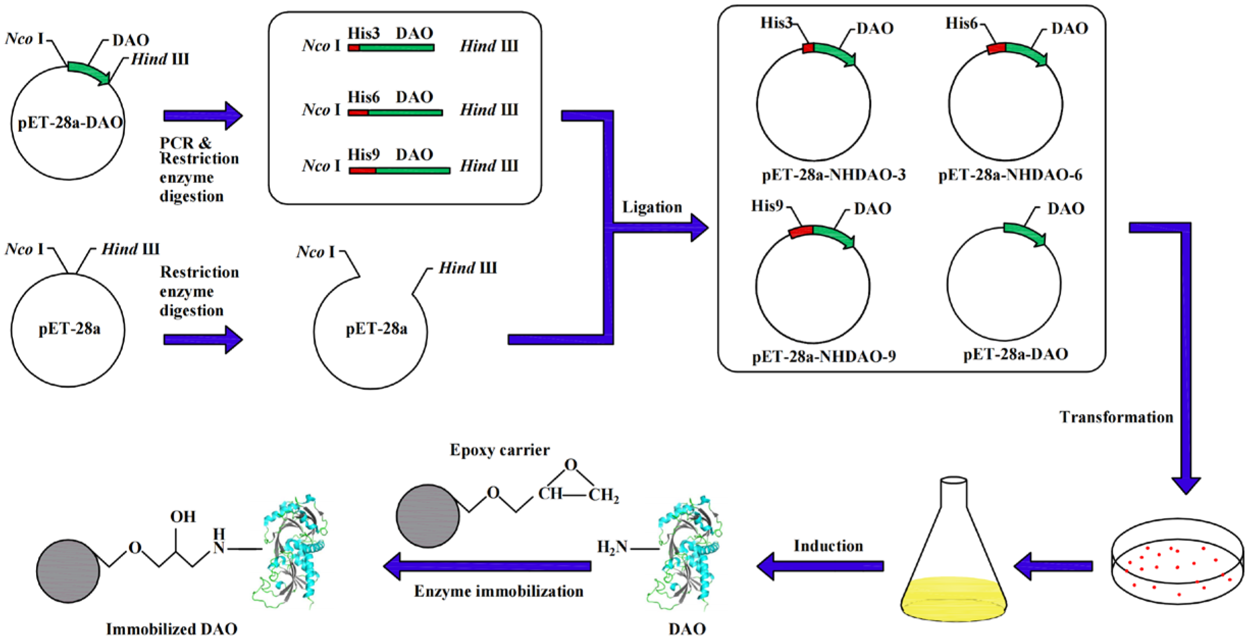 Effects of His-Tag Length on the Soluble Expression and Selective ...