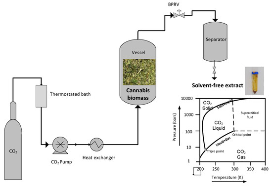Optimization of Supercritical Carbon Dioxide Fluid Extraction of Medicinal Cannabis from Quebec