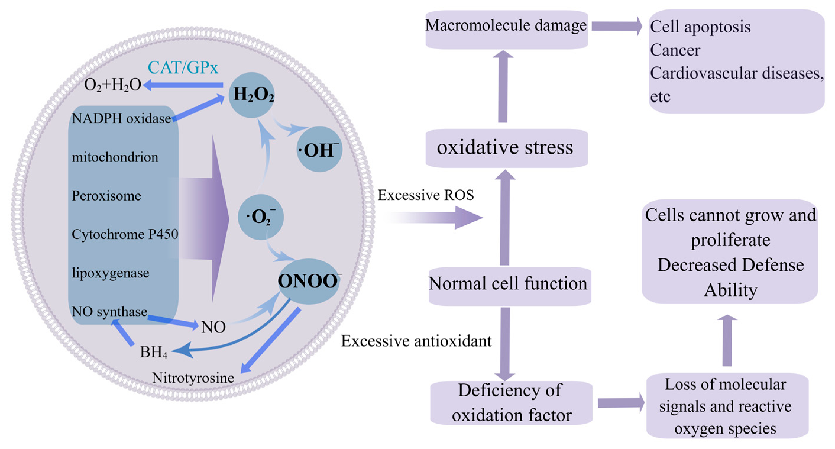 Progress of Research on Antioxidants and Carriers for Skin Wound Repair