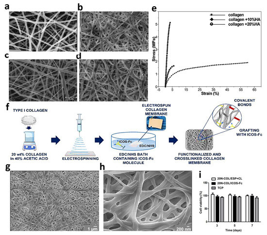 The Collagen-Based Scaffolds for Bone Regeneration: A Journey through ...