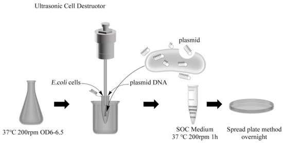 Ultrasound-Mediated DNA Transformation of Bacteria