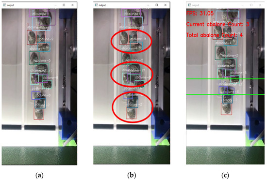 Counting Abalone with High Precision Using YOLOv3 and DeepSORT