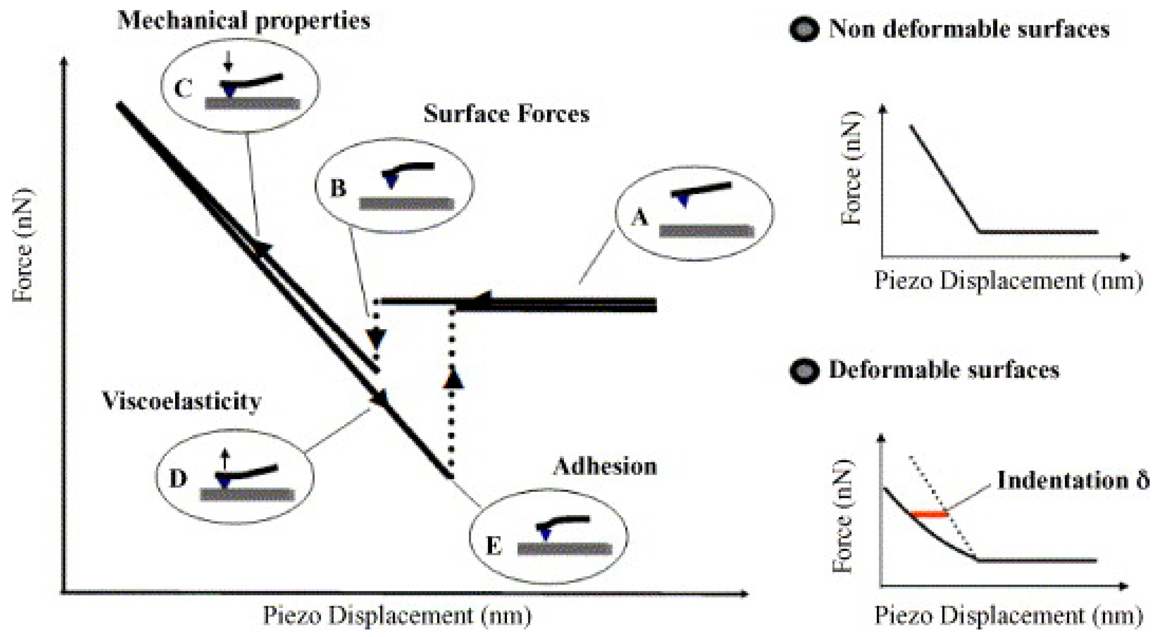 Atomic Force Microscopy as a Tool to Study Transport Phenomena in ...