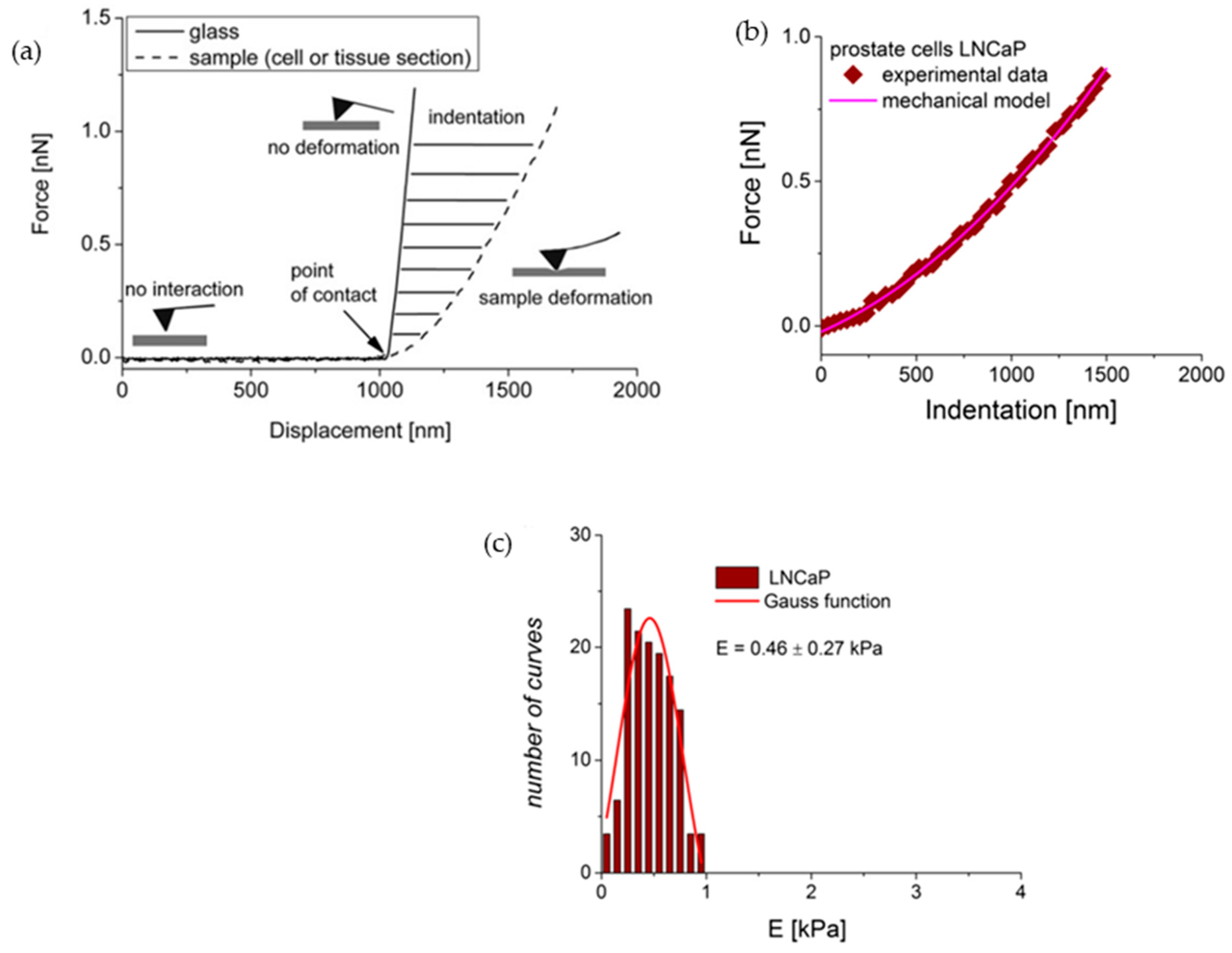 Atomic Force Microscopy as a Tool to Study Transport Phenomena in ...
