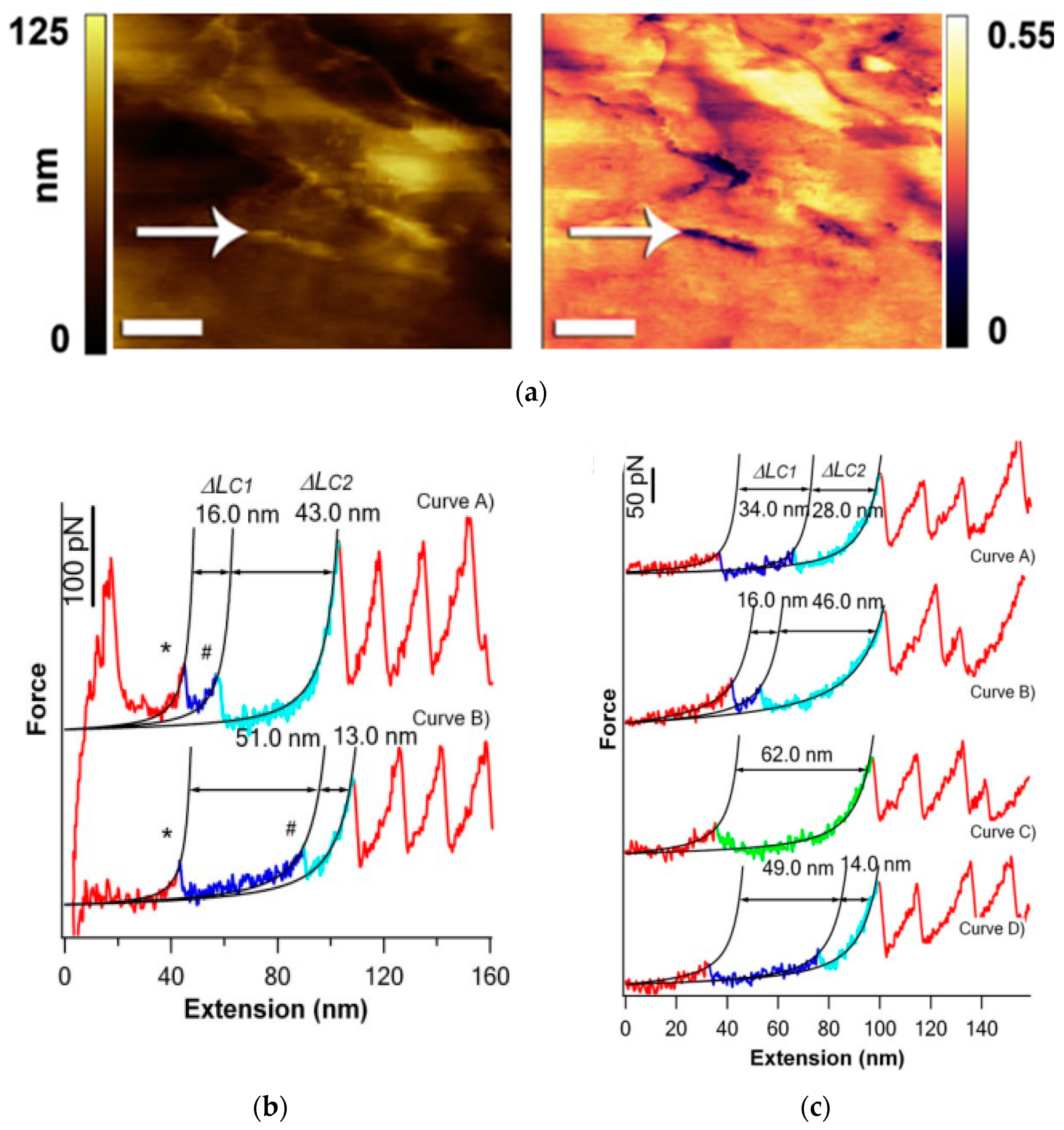 Atomic Force Microscopy as a Tool to Study Transport Phenomena in ...